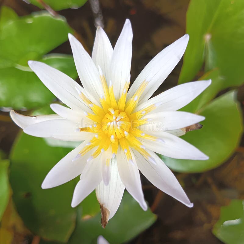 Lian Flower teratai stock image. Image of flower, white - 264242163