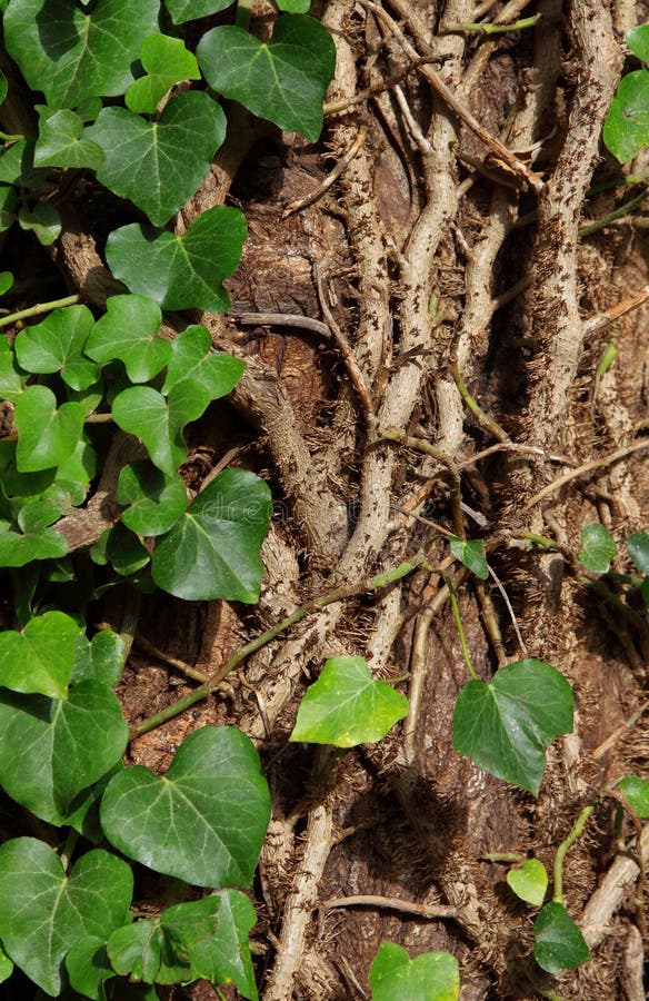 Liana plant stock photo. Image of vine, forest, wood - 26683478