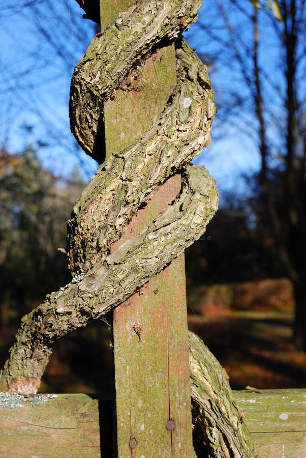 Crooked Tree stock image. Image of executive, newfoundland - 26371