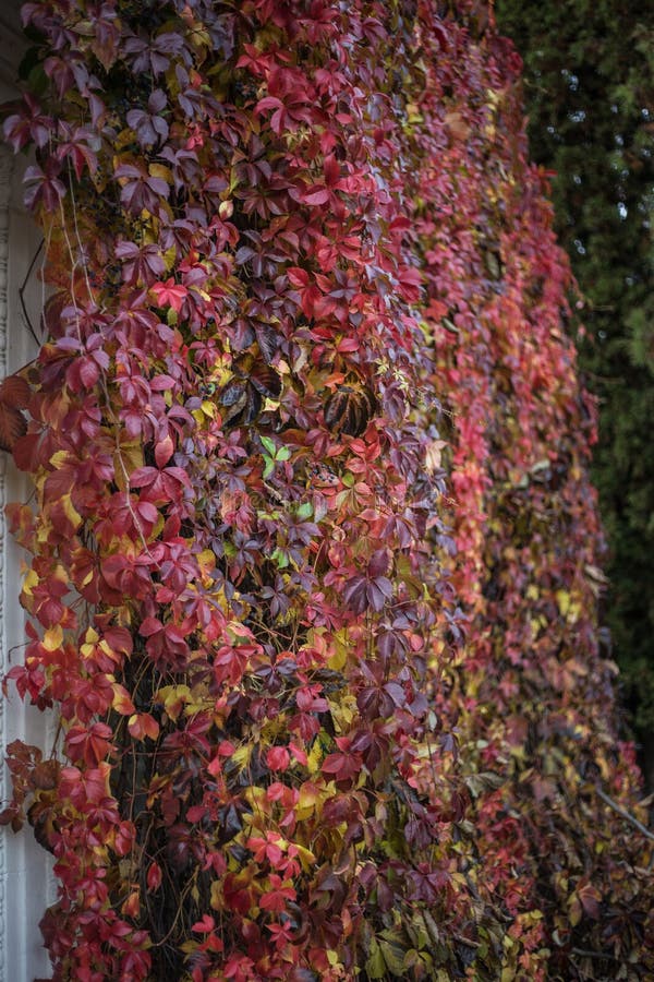 Liana in Autumn stock image. Image of grapevine, crop - 129898051