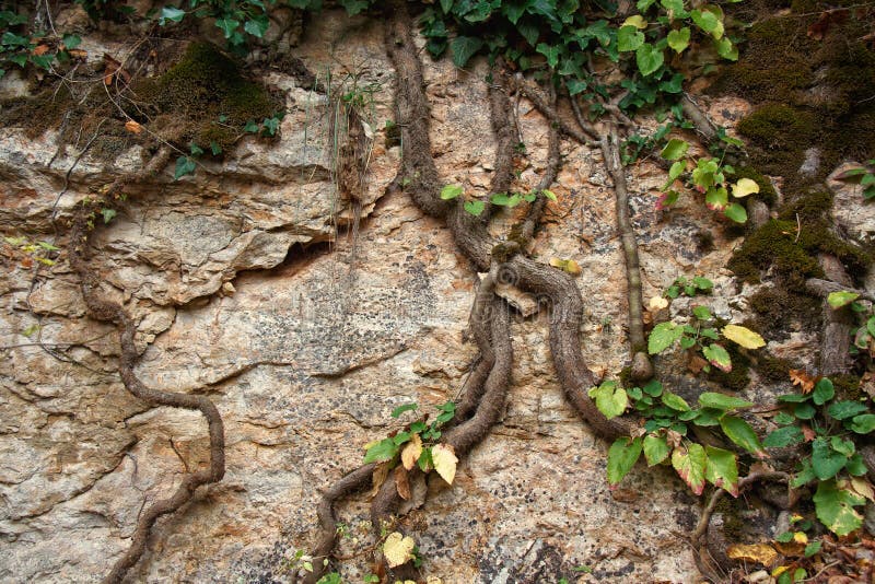 Liana climbing on a rock stock photo. Image of life, environmental ...