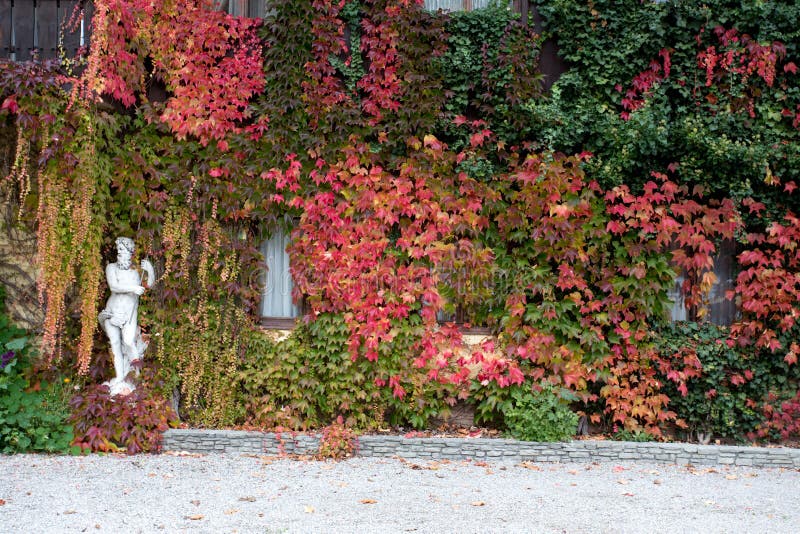 Liana on House Wall. Modern Brick House with Metal Roof and Green ...