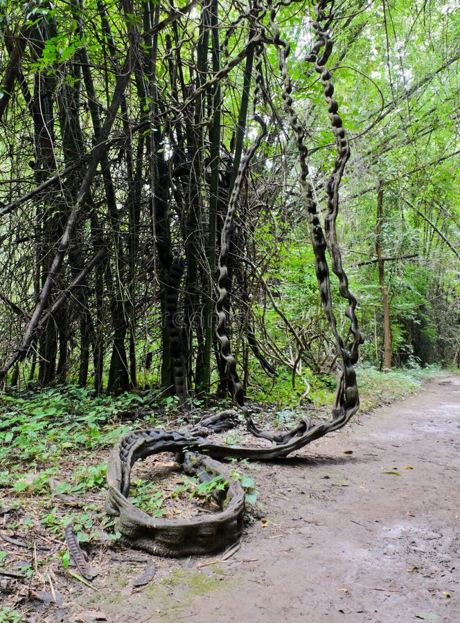 Liana plant stock photo. Image of vine, forest, wood - 26683478