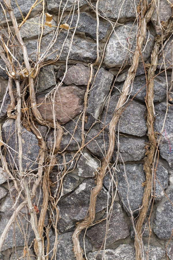 Liana Shoots of the Campsis on Rubble Grey Stone Wall Stock Photo ...