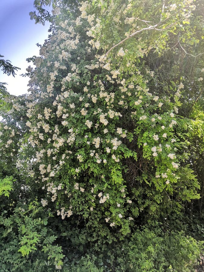 Liana with Tea Rose Flowers on a Tree Stock Photo - Image of rose, tree ...