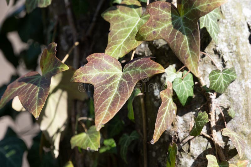 Liana on a Tree in the Forest Stock Image - Image of branch, nature ...