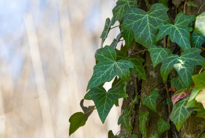 Liana on a Tree in the Forest Stock Image - Image of nature, rainforest ...