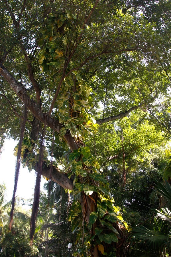 Liana Tree Stock Photos - Download 5,186 Royalty Free Photos