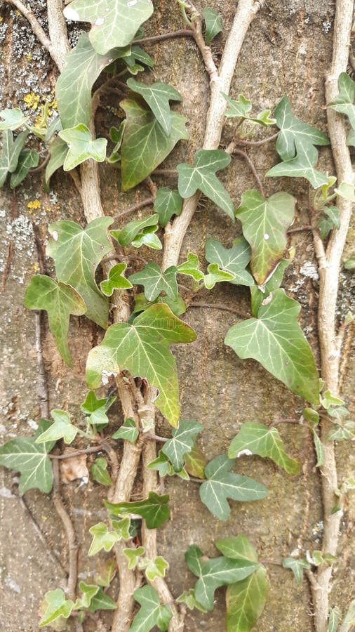 Liana tree stock image. Image of hard, cambodia, convolute - 2589055