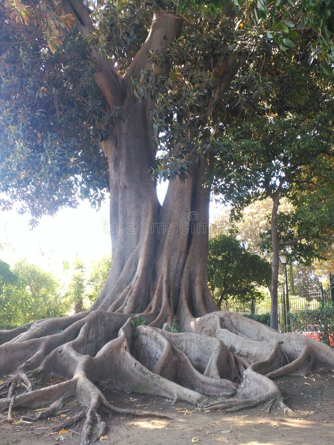Liana and old tree stock photo. Image of photosynthesis - 119979948