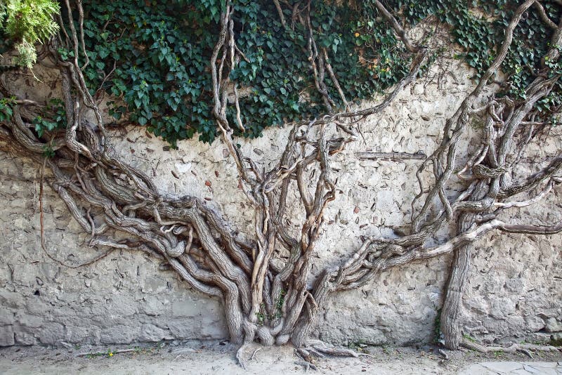 Liana stock photo. Image of treelike, foliage, leaves - 36519278