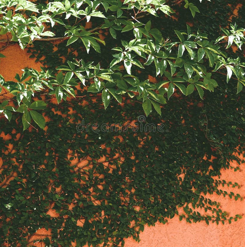 Liana on the Wall. Green Vine on Textured Background. Bark Beetle ...