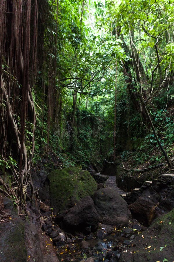 Lianas Hanging from the Tree in Tropical Forest Stock Image - Image of ...