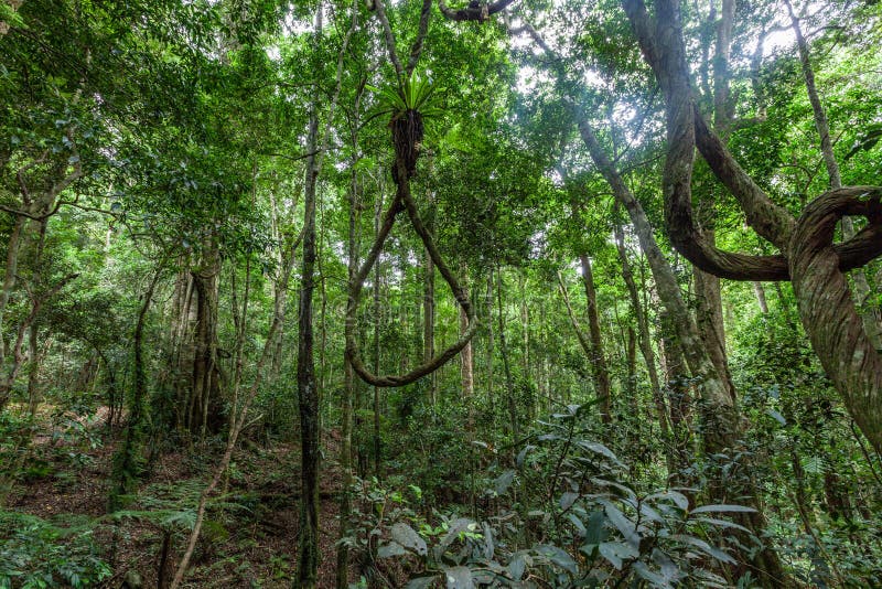 Lianas Hanging from Trees in Rainforest. Stock Image - Image of ...