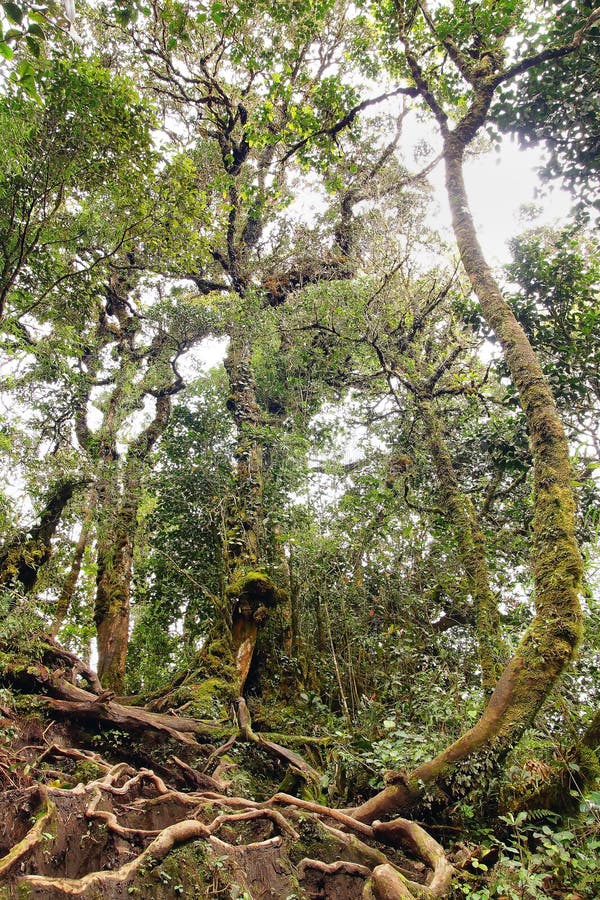 Lianas Winding through the Rainforest. Stock Photo - Image of lush ...
