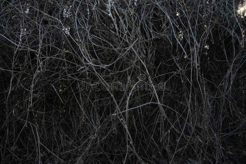 Liane image stock. Image du frais, arbre, flore, forêt - 28847161