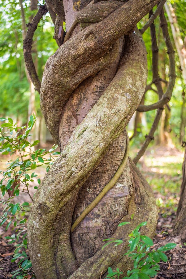 Liane image stock. Image du normal, nature, environnement - 49159909
