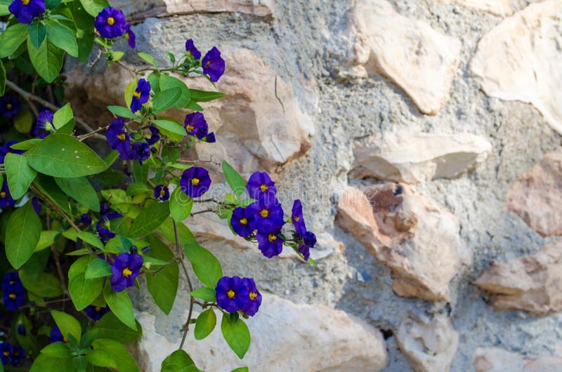 Liane de plante tropicale photo stock. Image of pierreux - 103151722