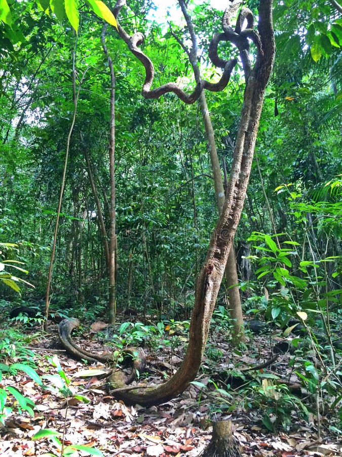 17,832 Liane Photos libres de droits et gratuites de Dreamstime