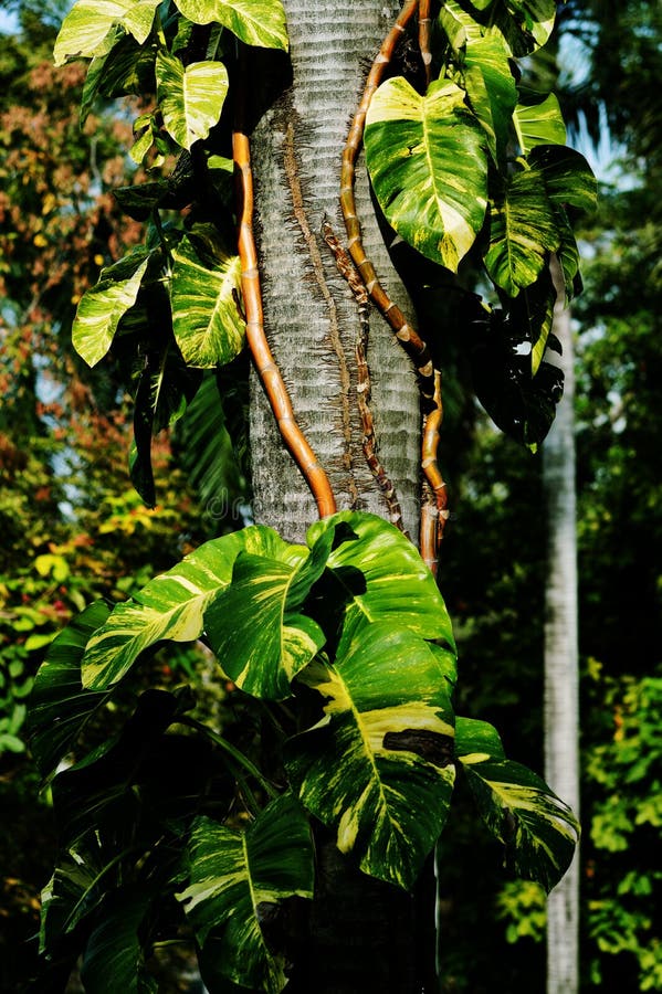 Liane. image stock. Image du cheminée, lame, végétation - 30074445