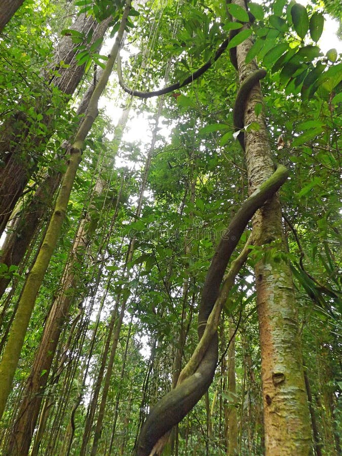 Waldige Wurzeln Der Lianen, Die Herum Baum Kreuzen Und Verdrehen ...
