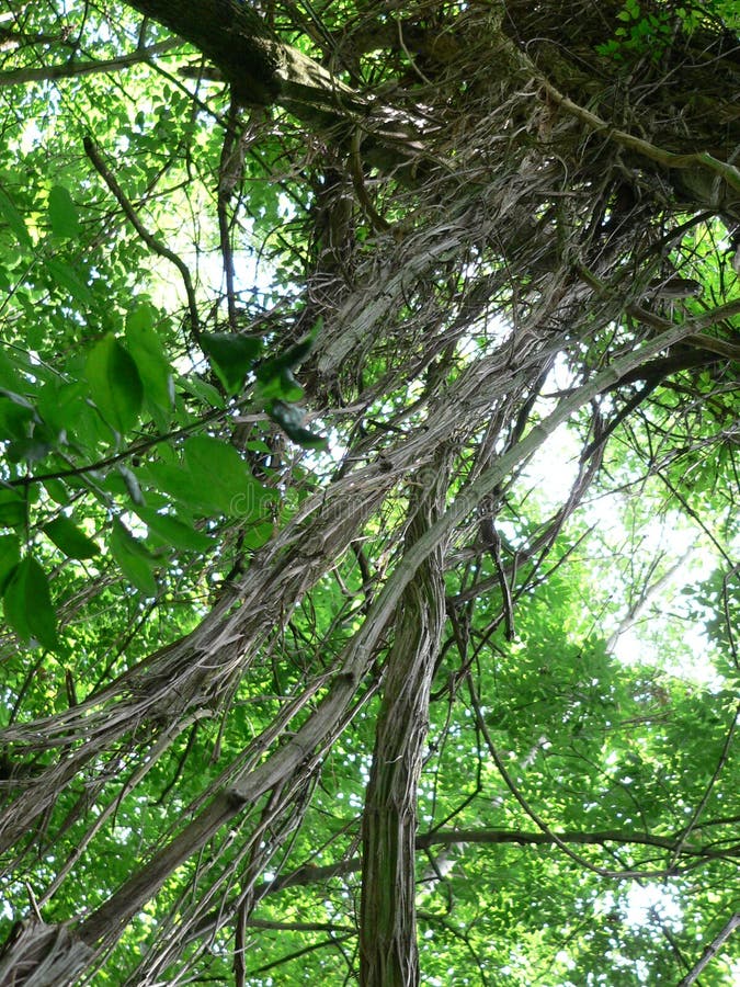 Lianen auf Baum stockbild. Bild von zweig, baum, wild - 57367391