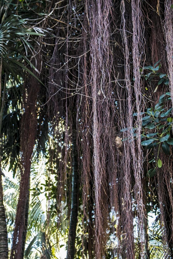 Lianen, Die Vom Regenwald Baumeln Stockfoto - Bild von grün, barke ...