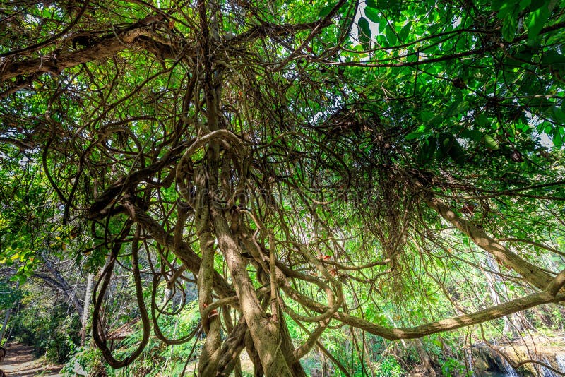 Lianen im Dschungel stockbild. Bild von verwirrt, dschungel - 67116191