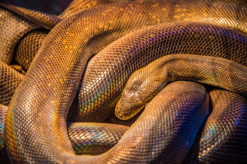 Liasis Mackloti Snake with Pretty Colors Stock Photo - Image of females, grey: 153283500