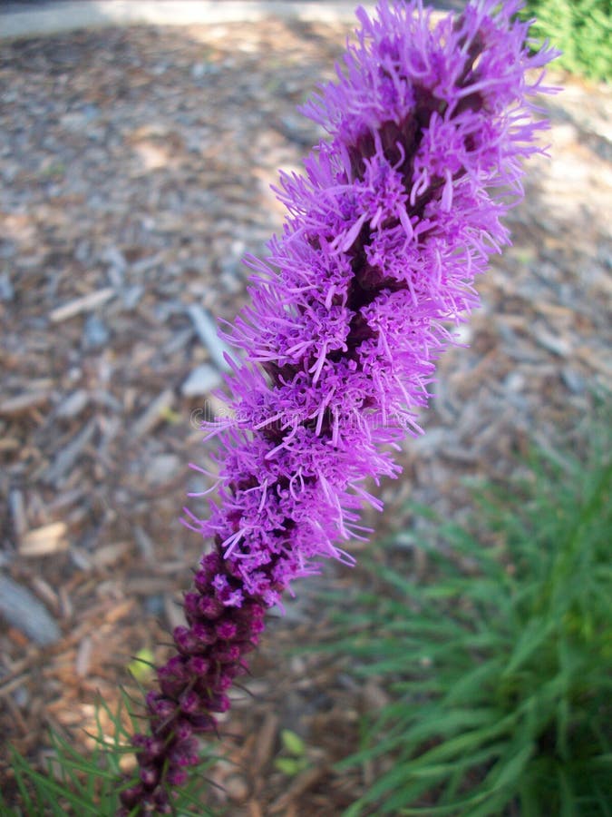 Liatris Plant stock photo. Image of growing, edge, area - 56936446