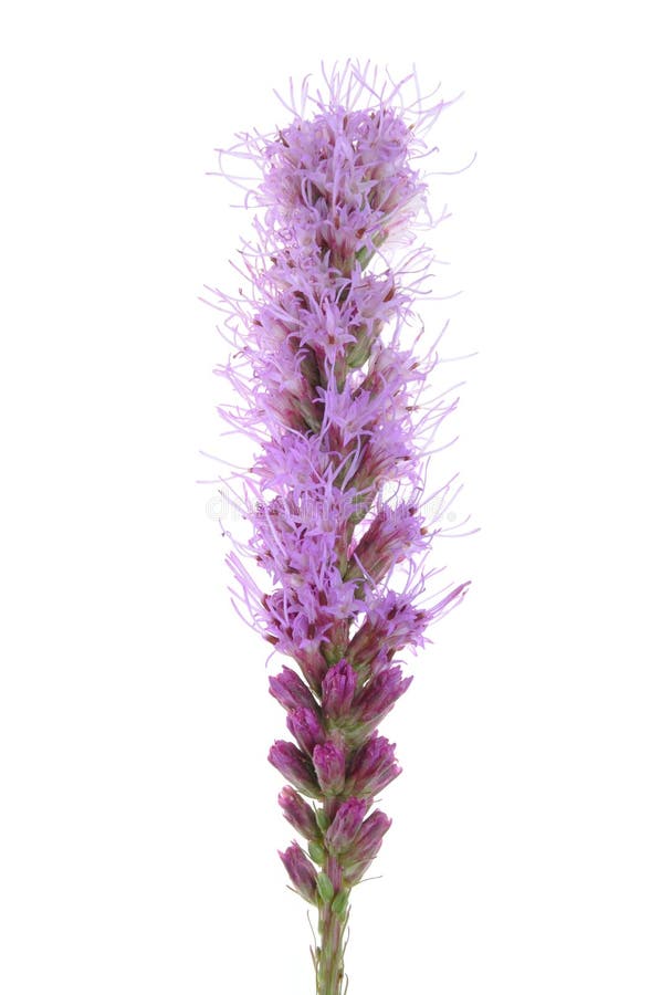 265 Liatris Spicata White Stock Photos - Free & Royalty-Free Stock ...