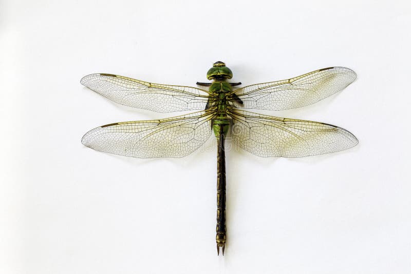 Alas De La Libélula Fijadas Imagen de archivo - Imagen de exploración ...