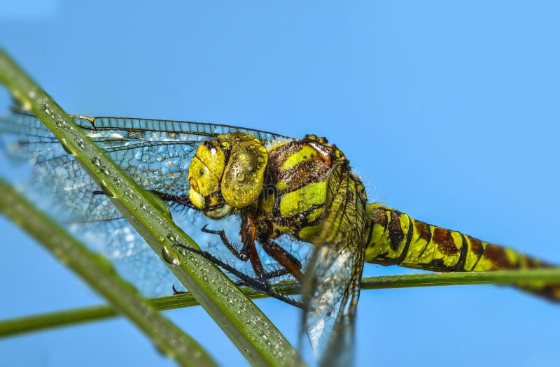 Cabeza de una libélula imagen de archivo. Imagen de animal - 33487885