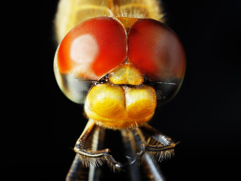 Libélula - cara roja imagen de archivo. Imagen de insecto - 40039243