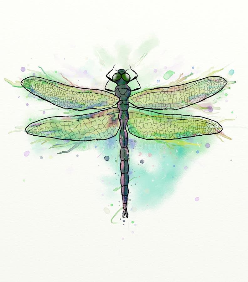 Libélula ilustración del vector. Ilustración de insecto - 9655420