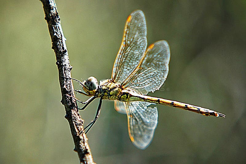 Libélula - São Os Predadores, Em Sua Fase Larval Aquática, Quando São ...
