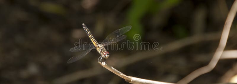 Libélula Amarilla Y Negra Con La Cara Roja Imagen de archivo - Imagen ...