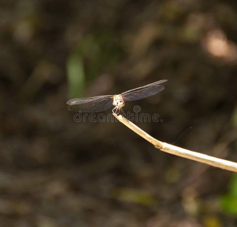 Libélula Amarilla Y Negra Con La Cara Roja Imagen de archivo - Imagen ...