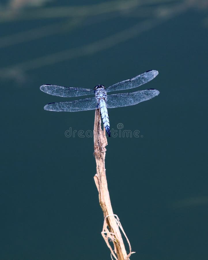 Libélula azul foto de archivo. Imagen de repartir, pierna - 15744196