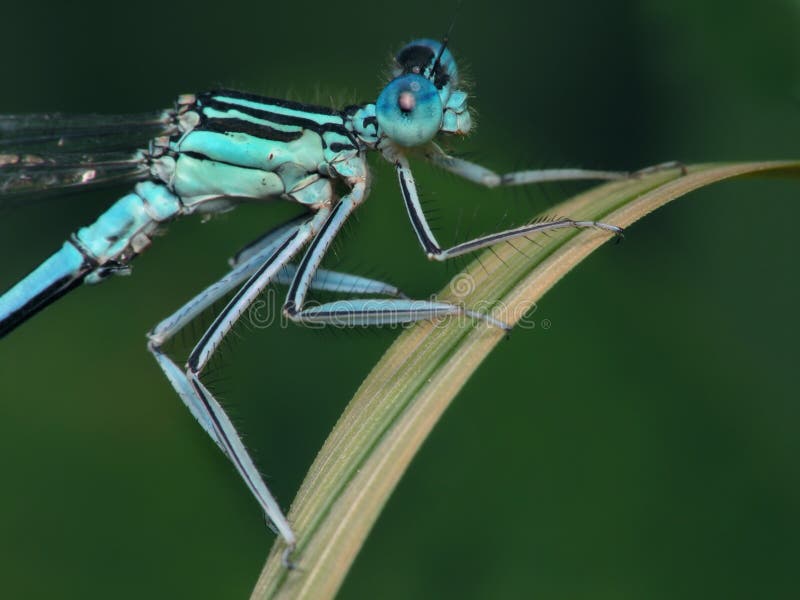 Insecto De Libélula Azul Sobre La Hierba Foto de archivo - Imagen de ...