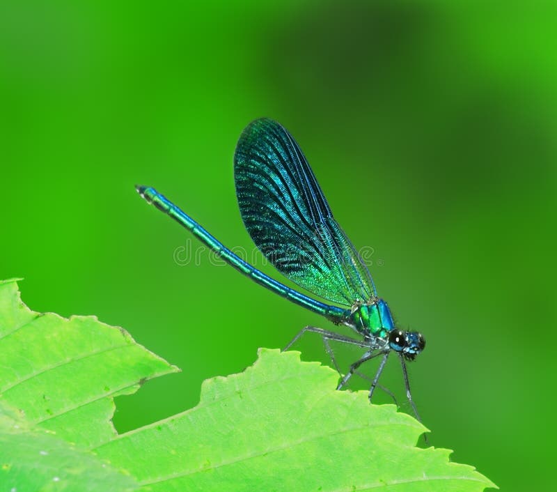 Libélula Azul En La Naturaleza, Insecto En Salvaje Foto de archivo ...