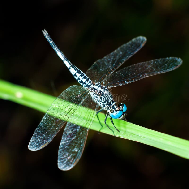 Libélula Azul En La Hoja Verde Foto de archivo - Imagen de textura ...