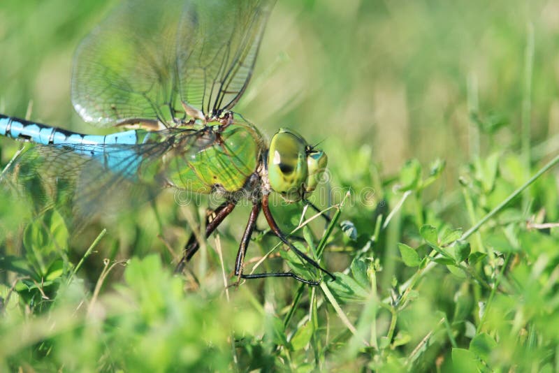 Libélula Multicolorida Em Uma Macro Folha Foto Desse Elegante E Frágil ...