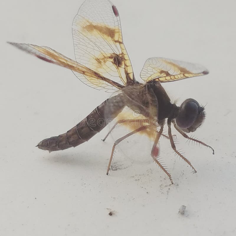 Libélula del bebé foto de archivo. Imagen de blanco - 126102316