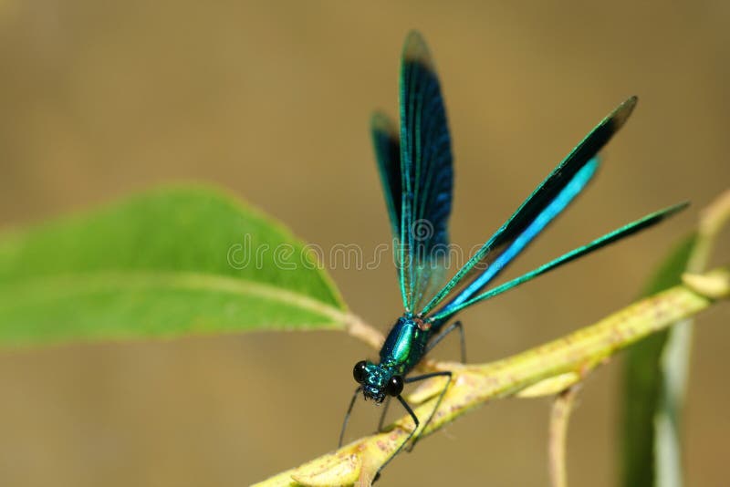 Libélula Em Uma Filial Que Prepara-se Para Voar Foto de Stock - Imagem ...