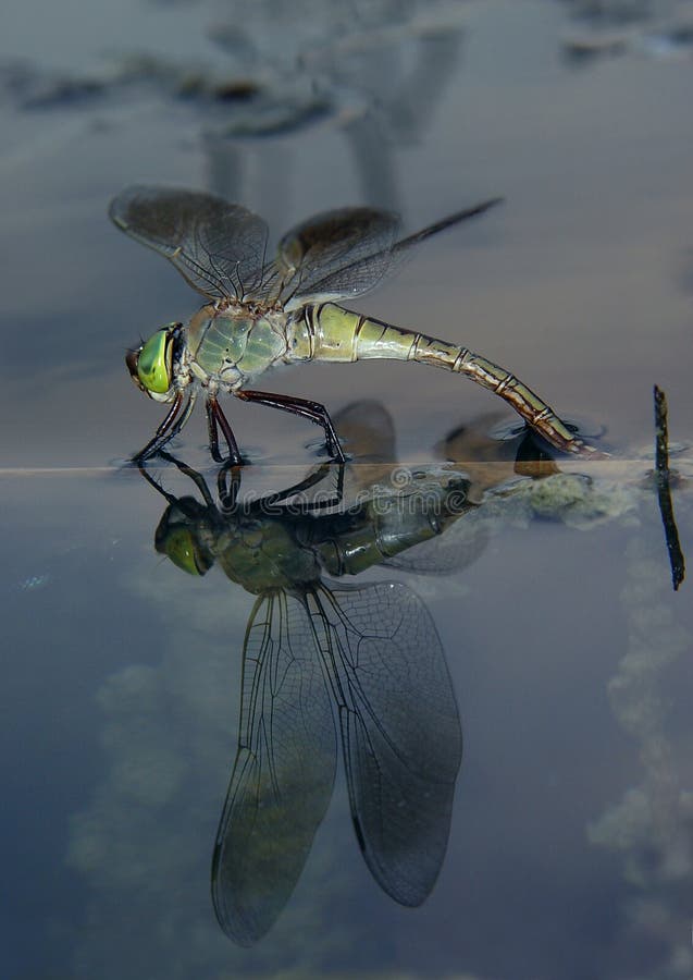 Libélula en el agua imagen de archivo. Imagen de alas, aterrizaje - 949455