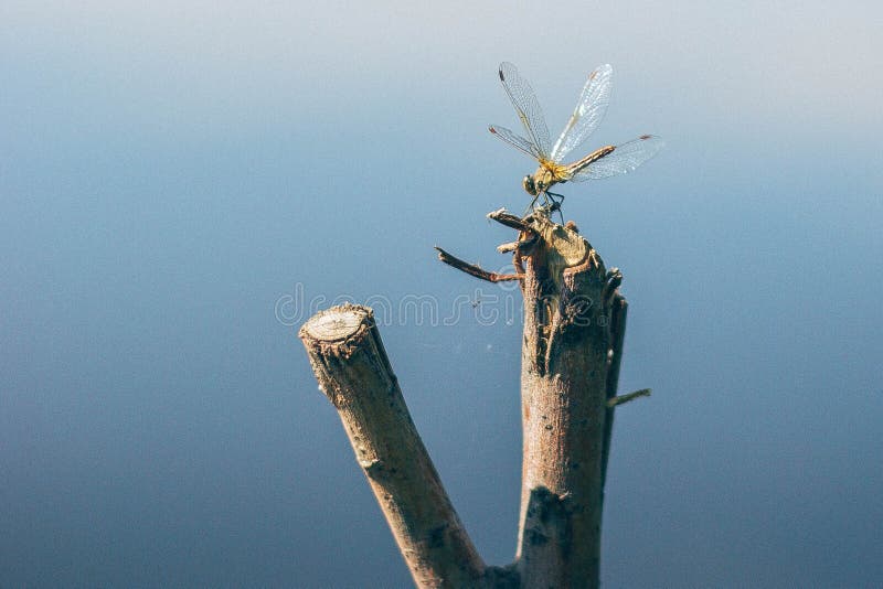 Libélula en el agua azul imagen de archivo. Imagen de larvas - 118918707