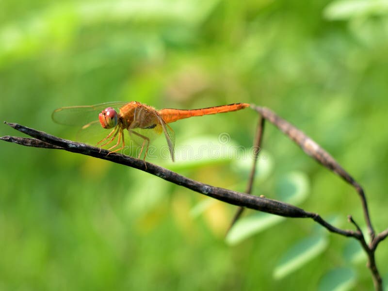 Libélula verde foto de archivo. Imagen de damselfly, verde - 6087748