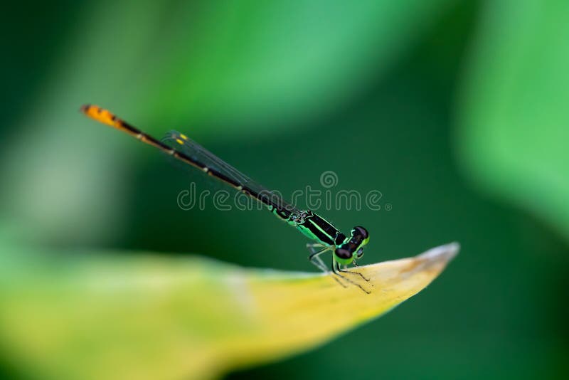 Libélula En Las Hojas, Libélula Que Come La Pequeña Mariposa Imagen de ...