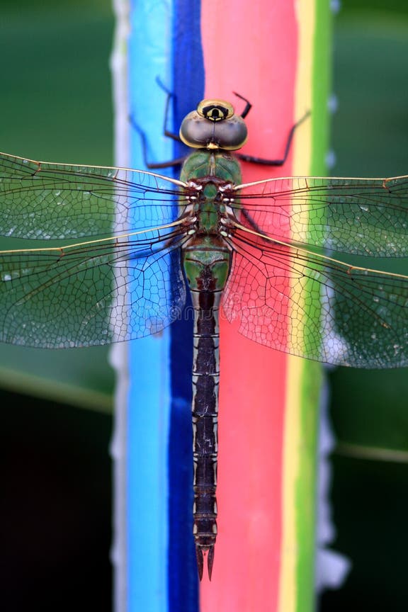 Libélula en vela imagen de archivo. Imagen de travieso - 5944697